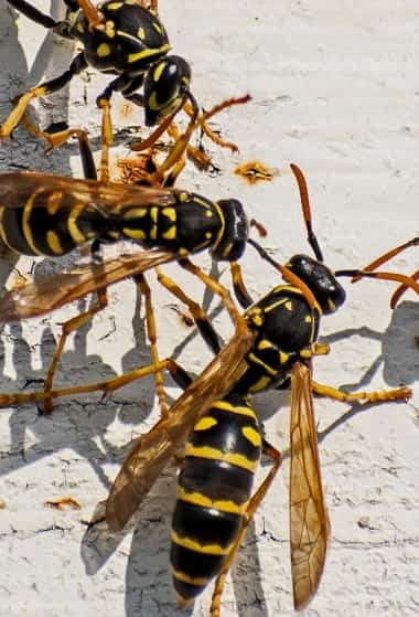 Wasp Removal Perth - Target Wasp Removal